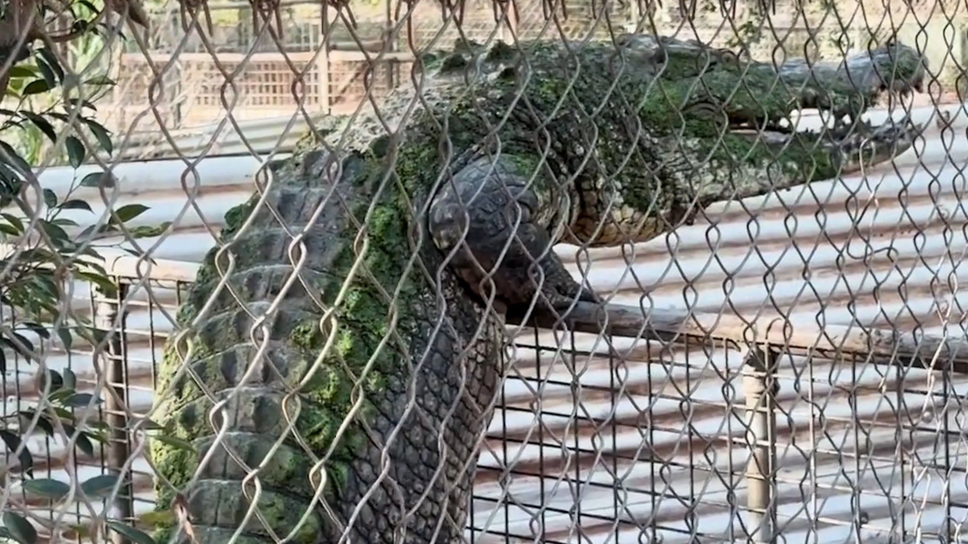 Crocodile Climbing Fence