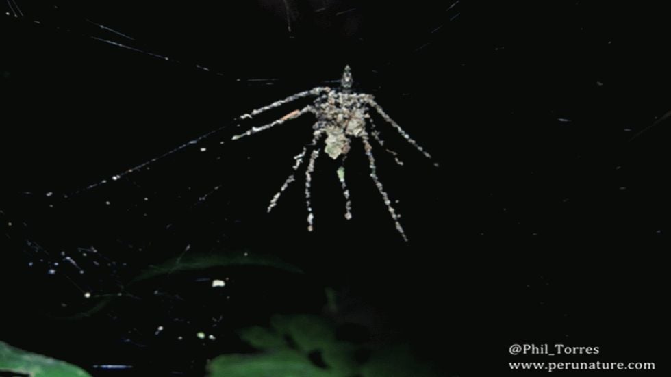 5 Strange Sightings in the Amazon | Weather.com