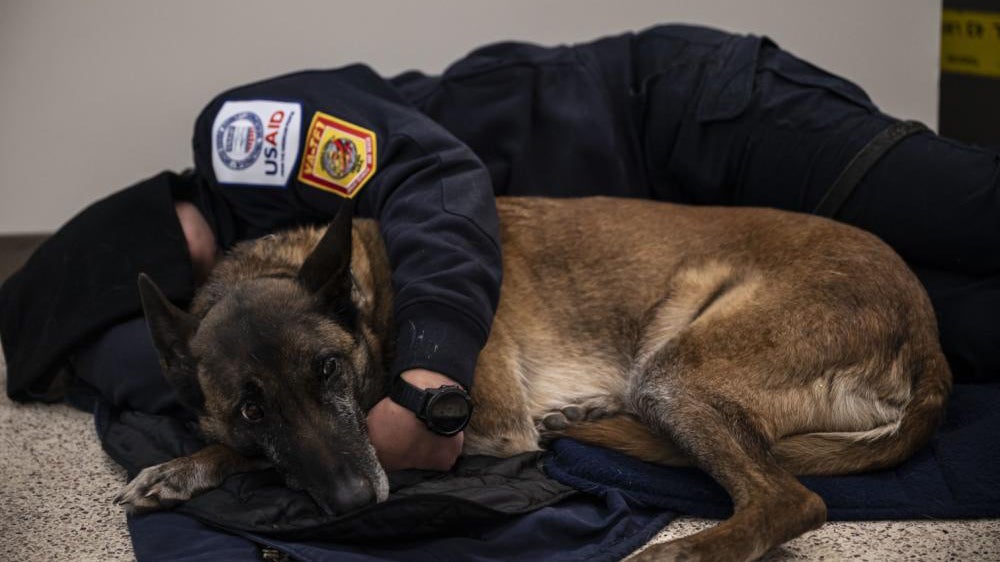 Can Dogs Tell When An Earthquake Is Coming