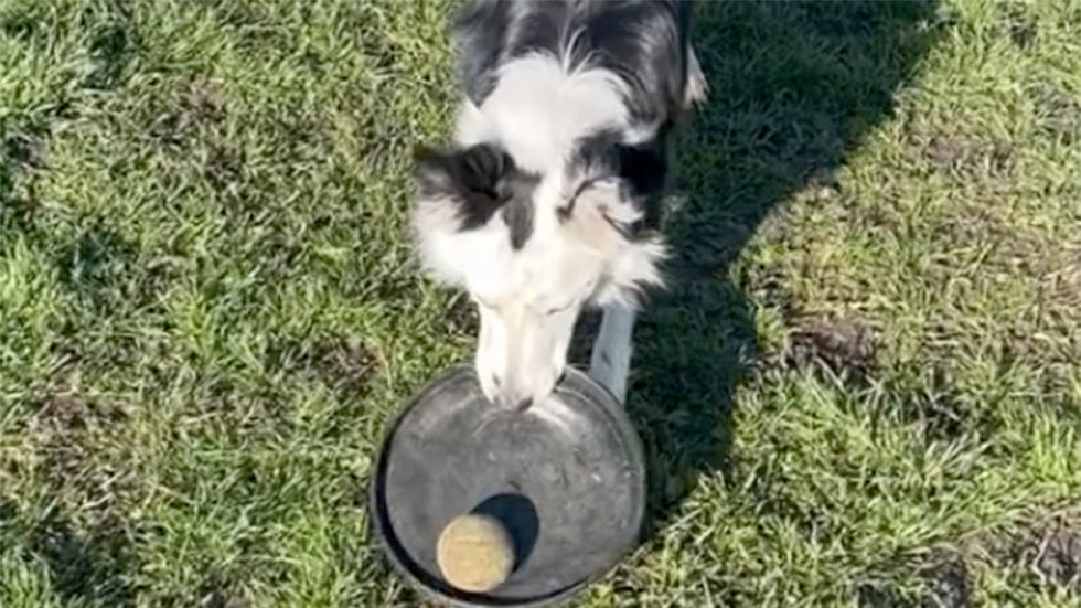 Dog Frisbee Fail