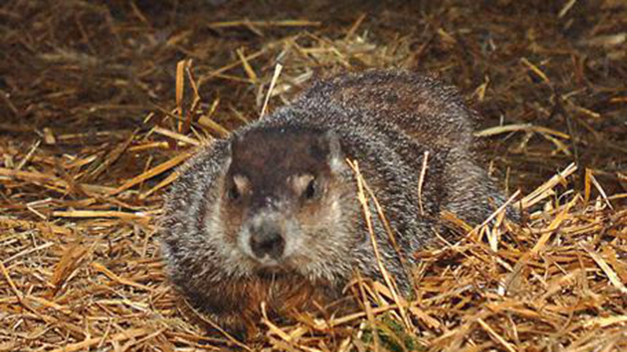 Groundhog Day 2015: Top 11 Groundhogs to Watch (PHOTOS) | The Weather ...