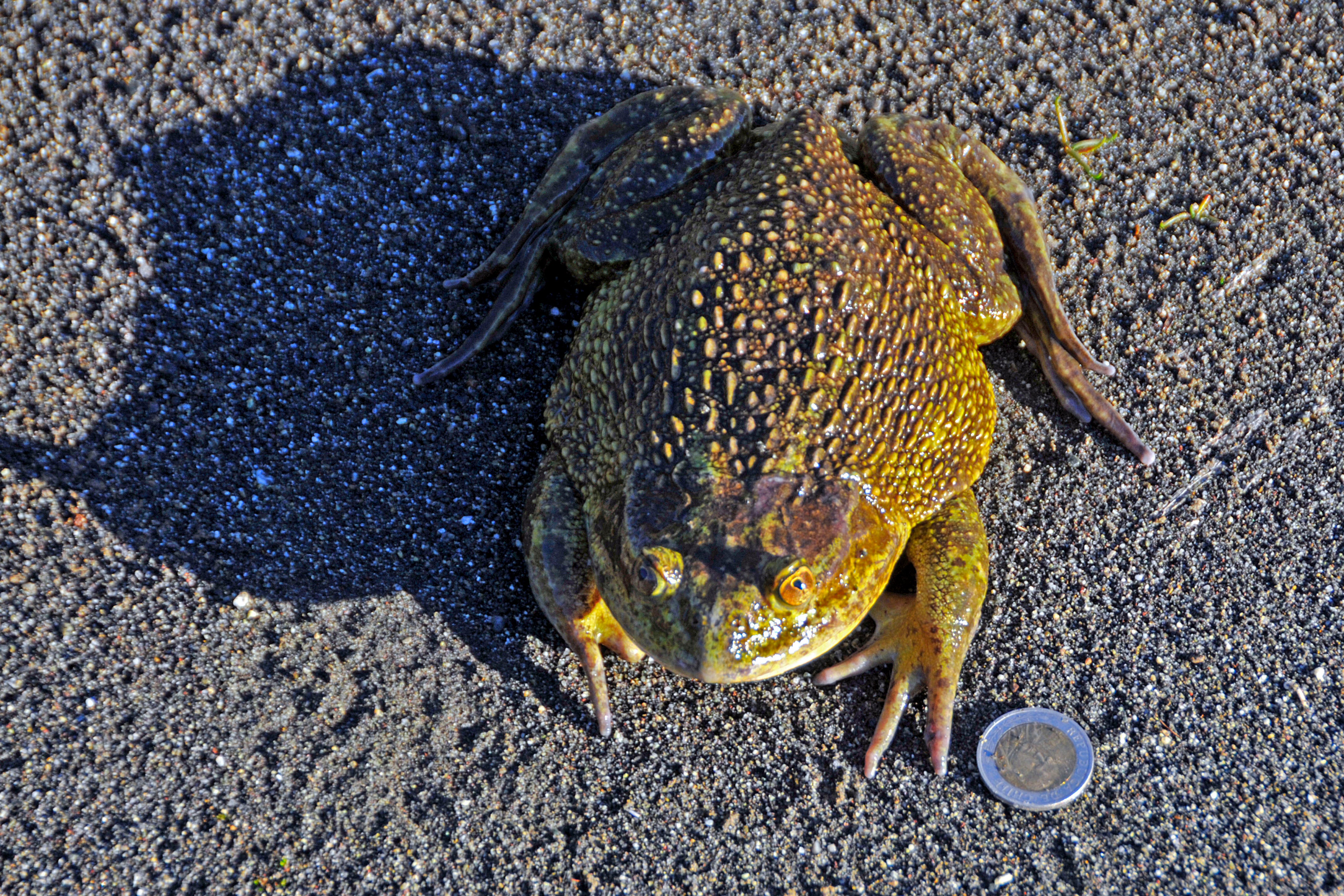 Scientists Found a Frog Fossil in Antarctica. Here’s Why That’s Big ...