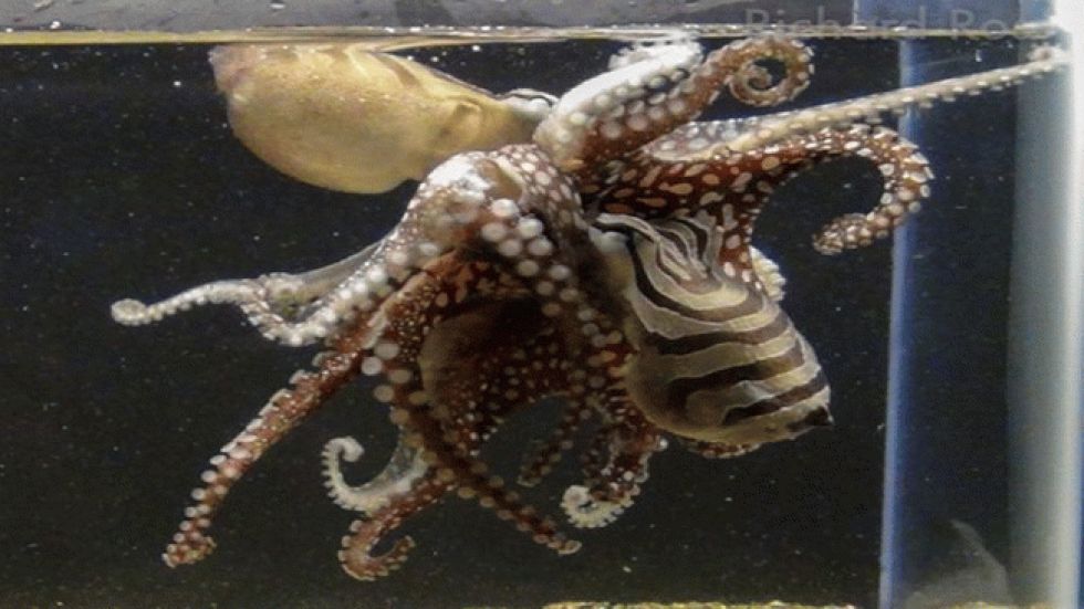 Kissing Octopus Unveiled for the First Time | The Weather Channel