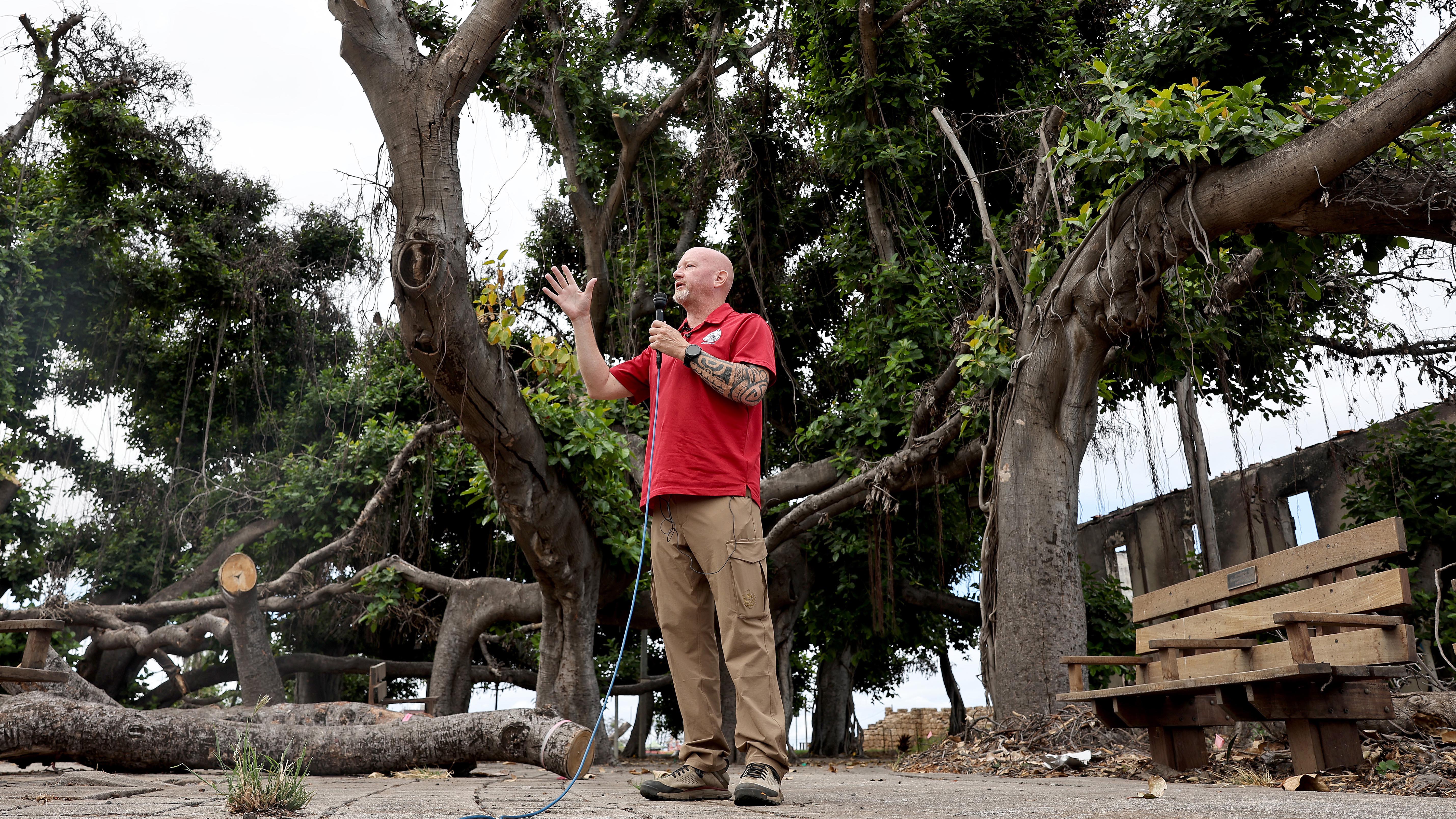 Lahaina Fire Banyan Tree Lives On Maui | Weather.com