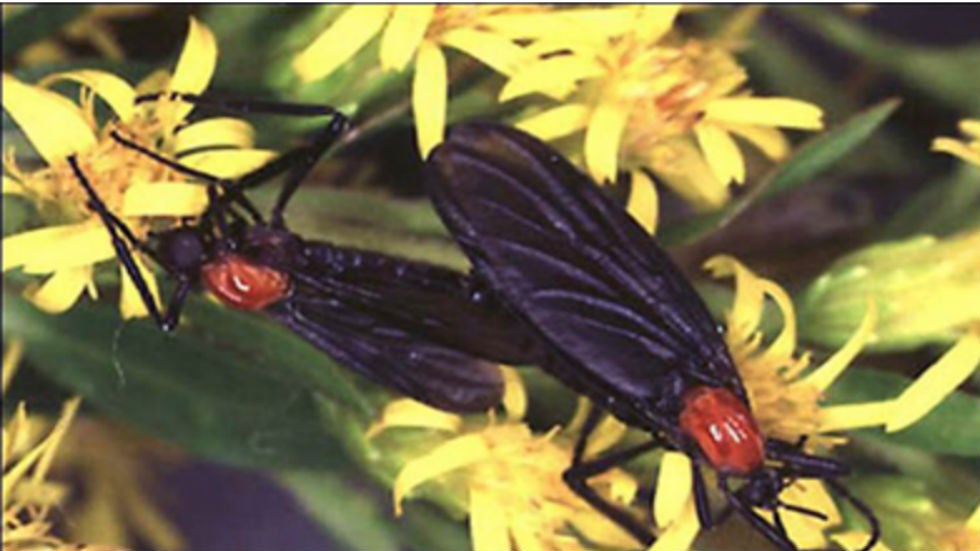 Warm, Wet Weather May Bring Epic Lovebug Season | The Weather Channel
