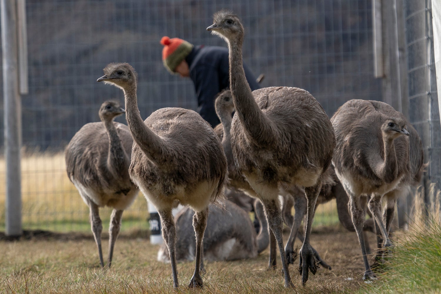 A Flock Of Rare Darwin’s Rhea Are Released In Patagonia, Trying To Save ...