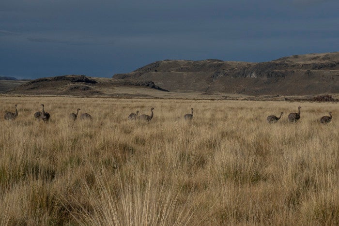 A Flock Of Rare Darwin’s Rhea Are Released In Patagonia, Trying To Save ...