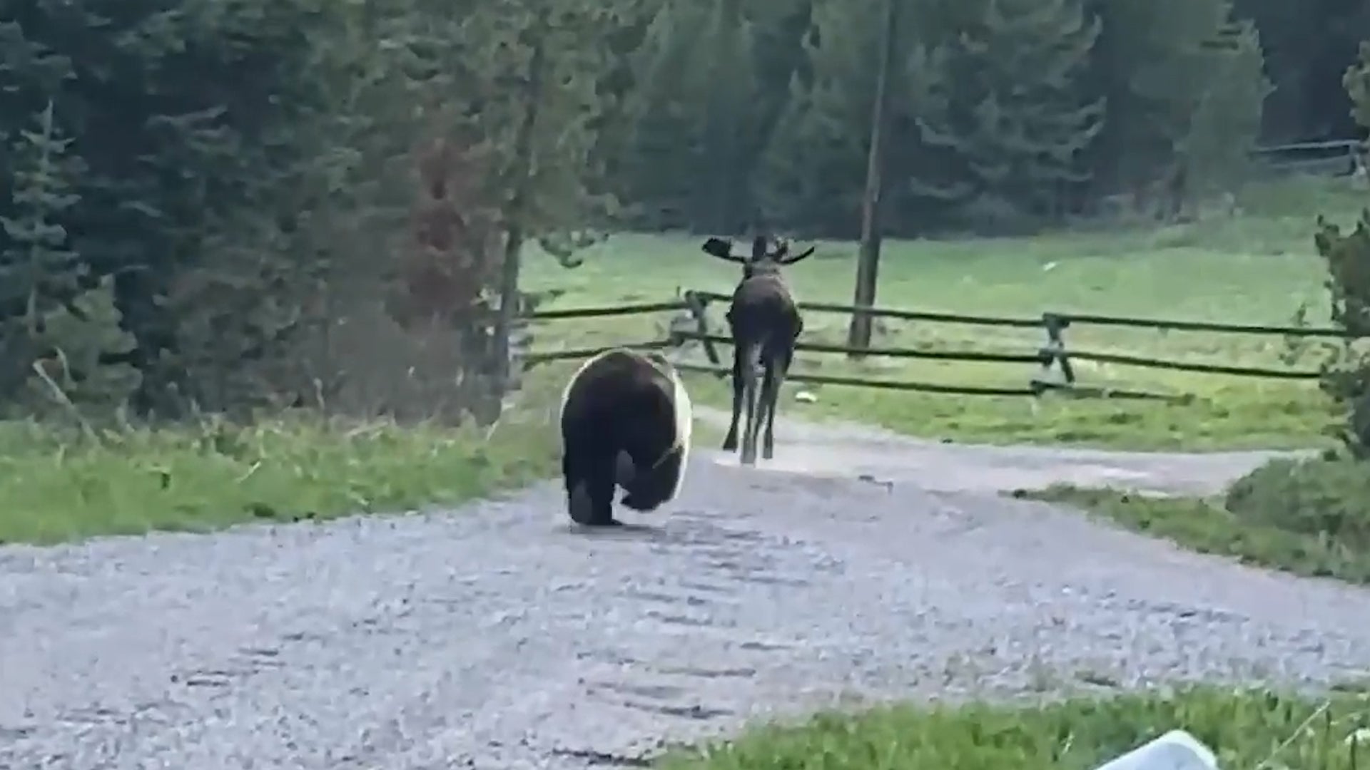 Bull Moose Fighting Bear Two Bull Moose Fighting During Mating Season,