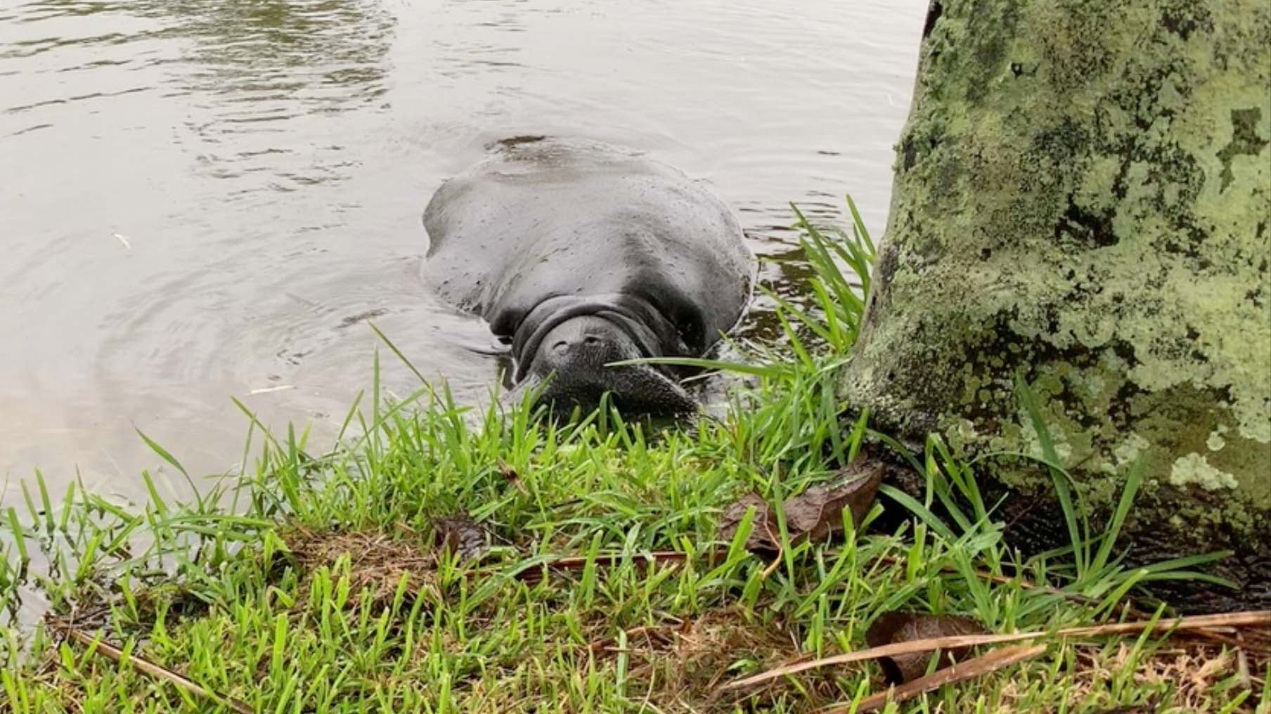 Manatees Eating Grass 3+ Hundred Manatee Eating Royalty Free Images,