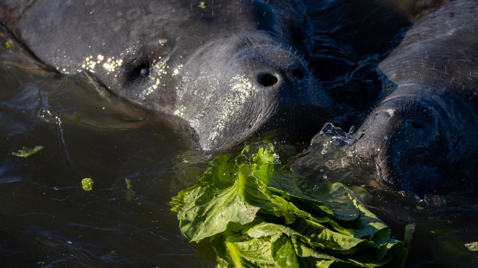 Manatees Eating
