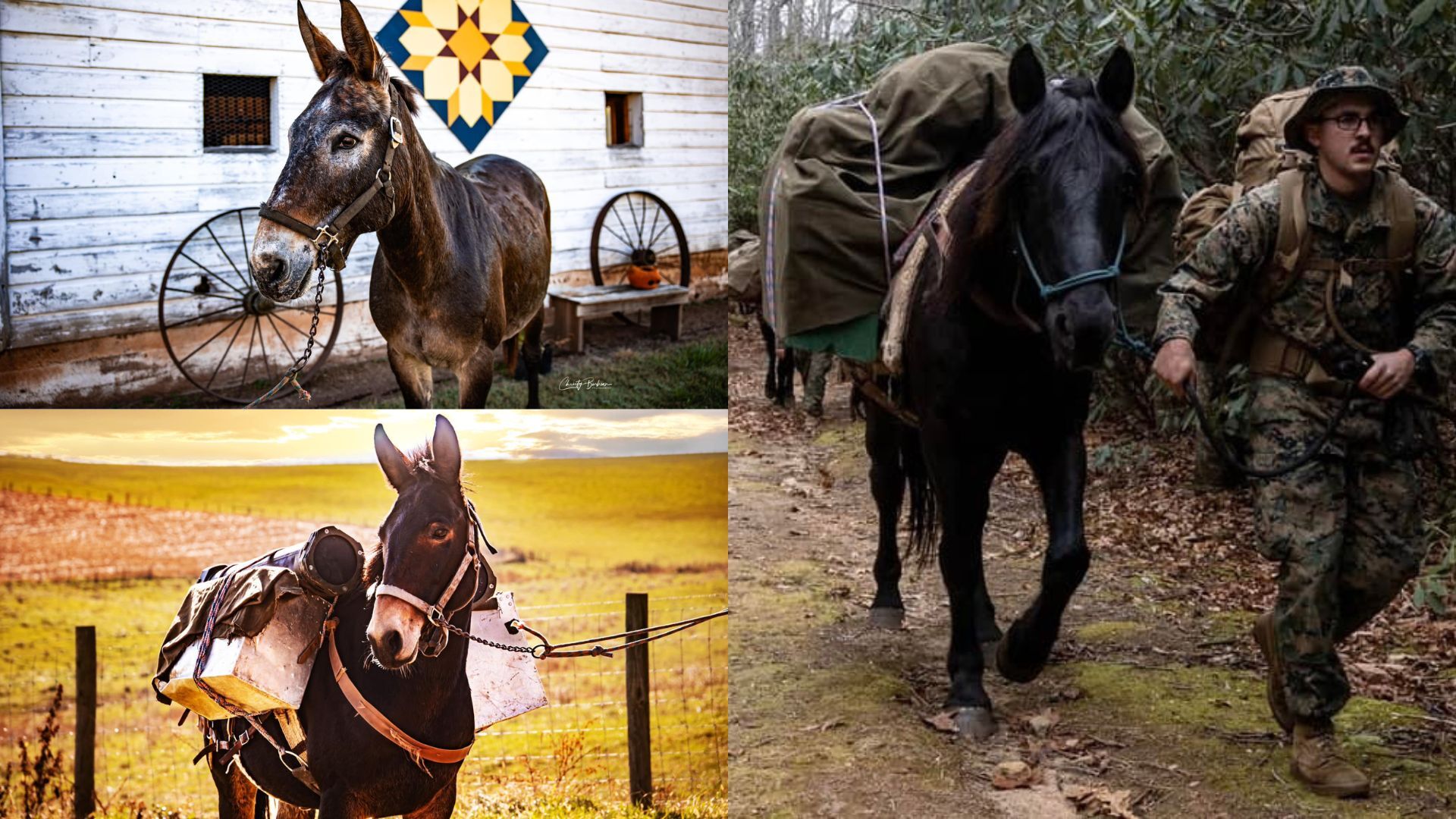 Mules, Horse Who Helped With Helene Recovery Killed | Weather.com