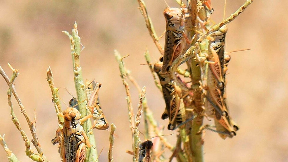 Swarm Of Locusts Bible