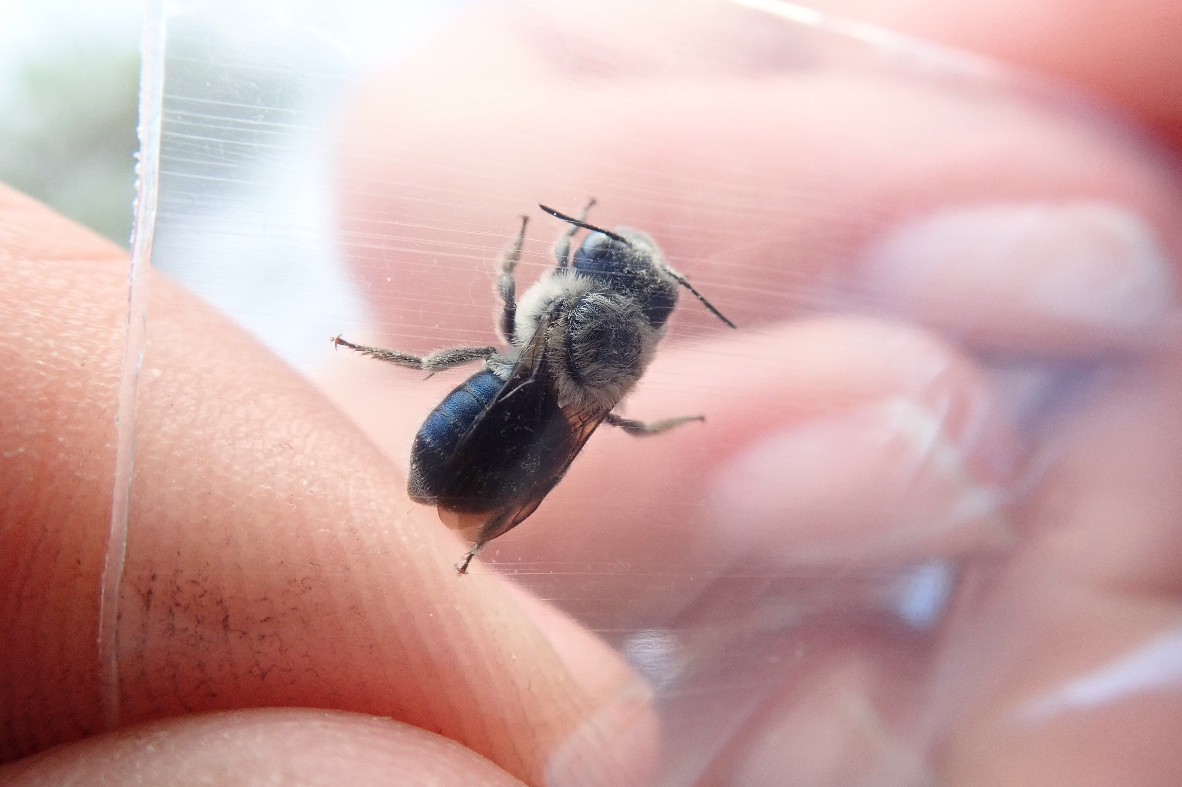 Florida’s Lost Blue Bee Rediscovered | The Weather Channel