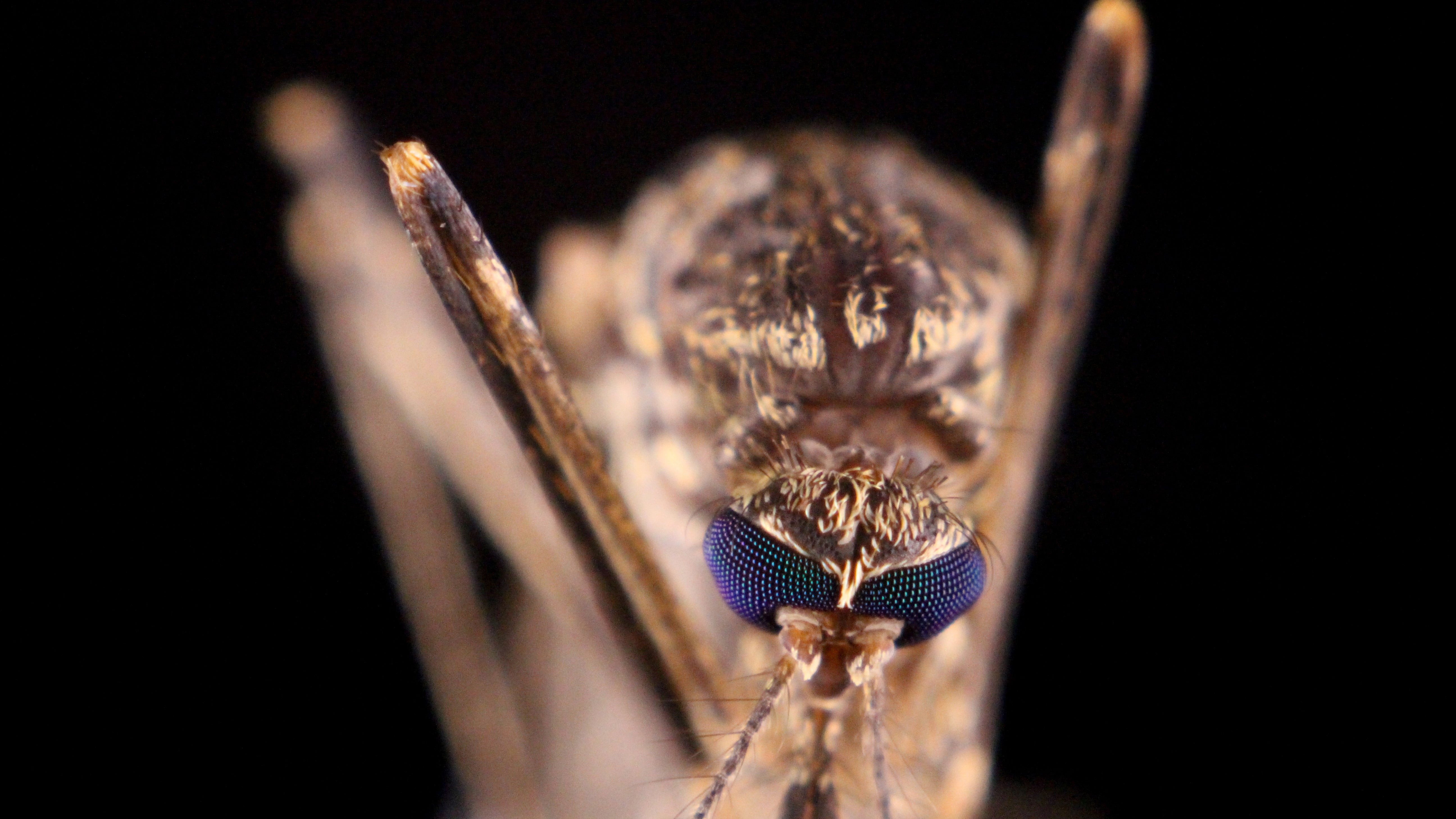 Mosquitoes Teeth Up Close
