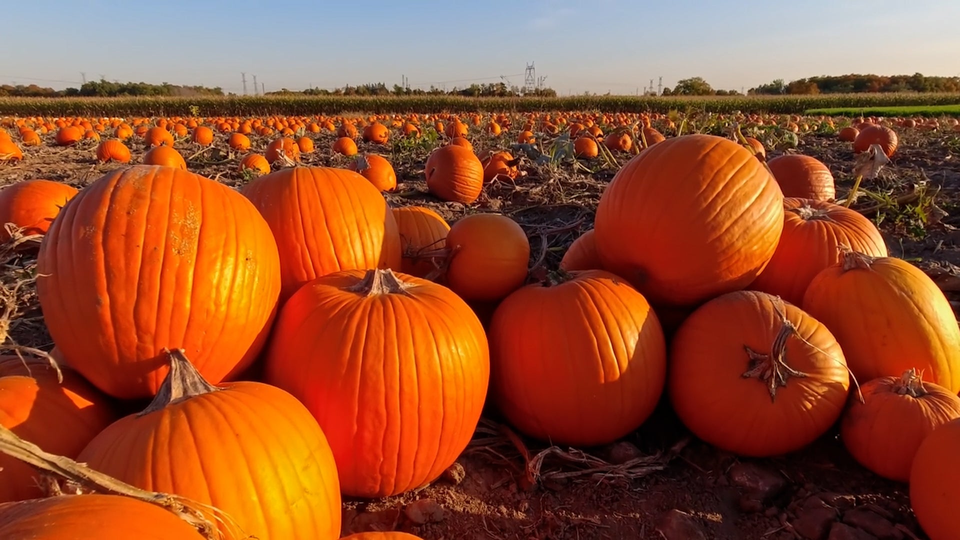 Something Could Be Wrong With Your Pumpkin - Videos from The Weather ...