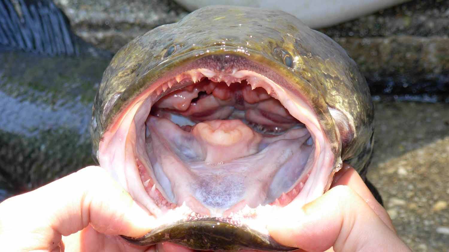 Giant Snakehead Teeth