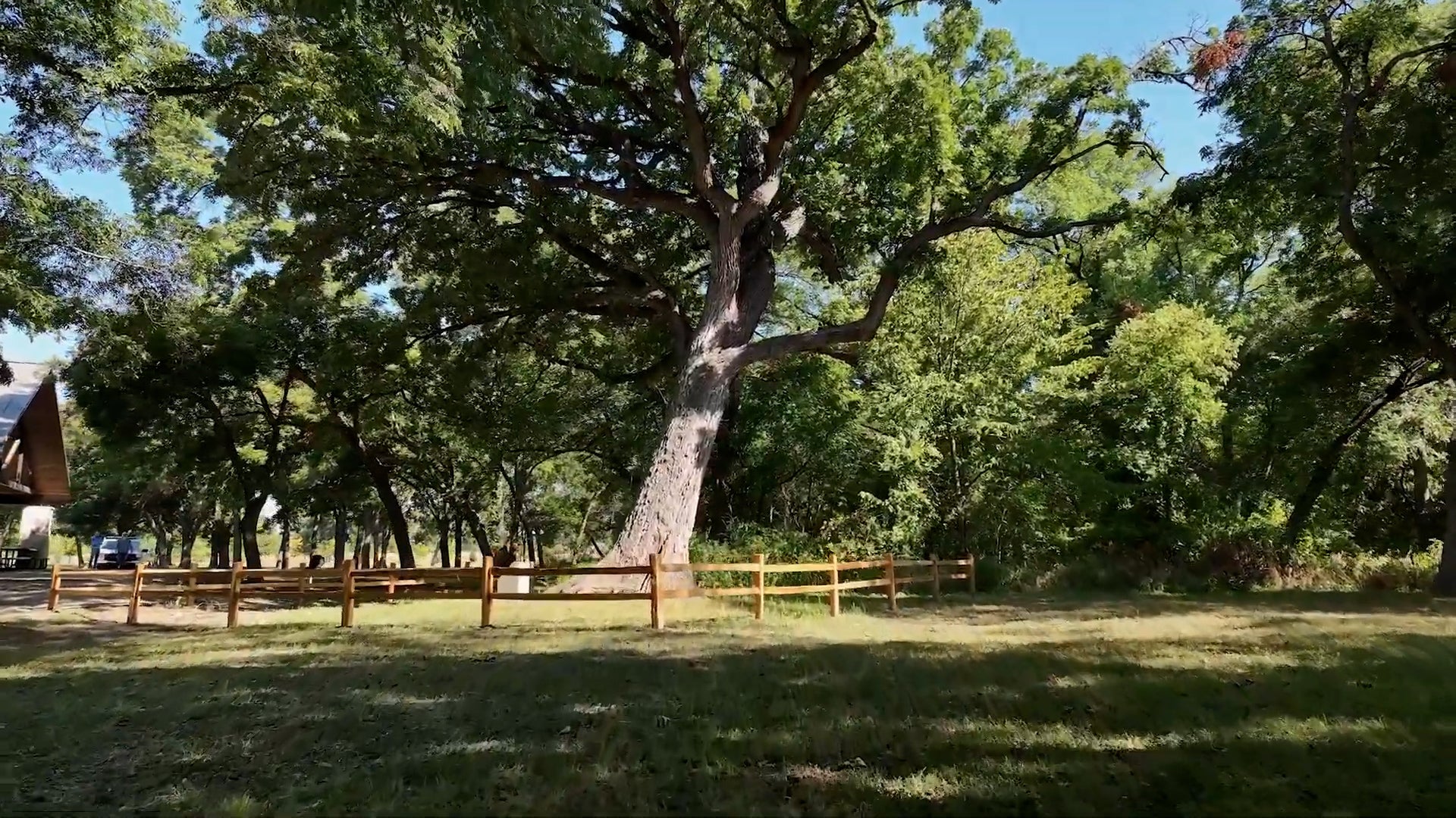 Famous 400-Year-Old Tree Falls In Texas - Videos from The Weather Channel