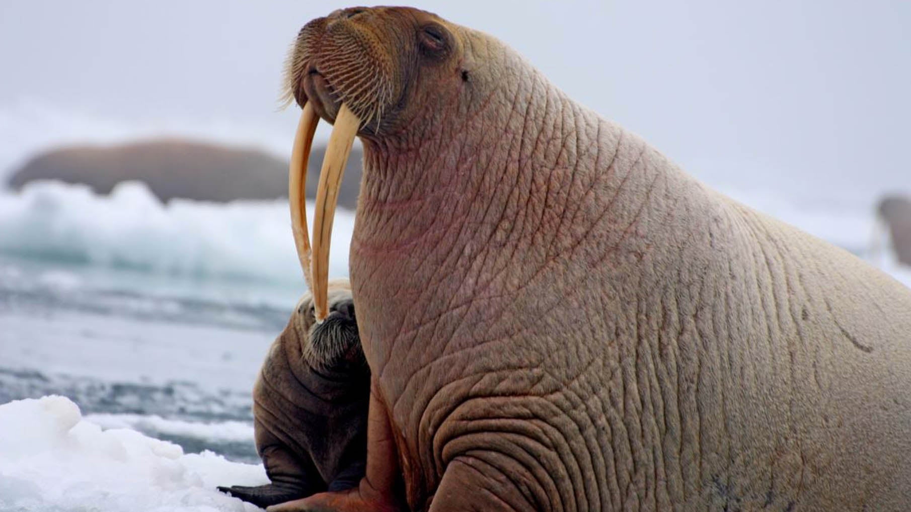 Walrus Attacks Russian Navy Boat in Arctic Ocean | The Weather Channel