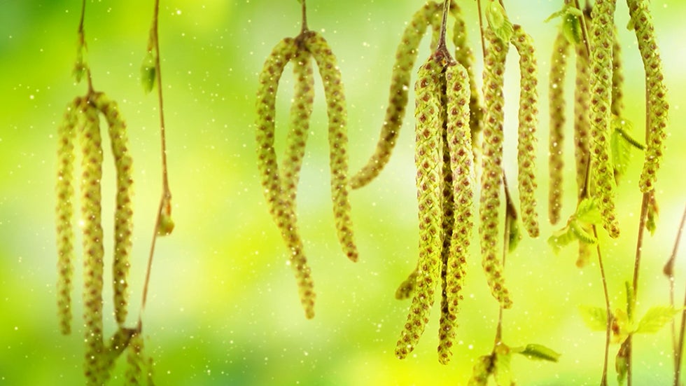 Understanding Pollen And Pollen Counts | Weather.com