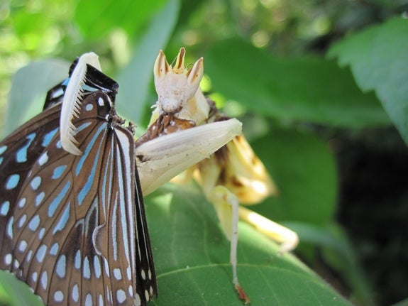 Orchid Mantis Is First Known Predator To Lure Prey By Mimicking Flowers ...