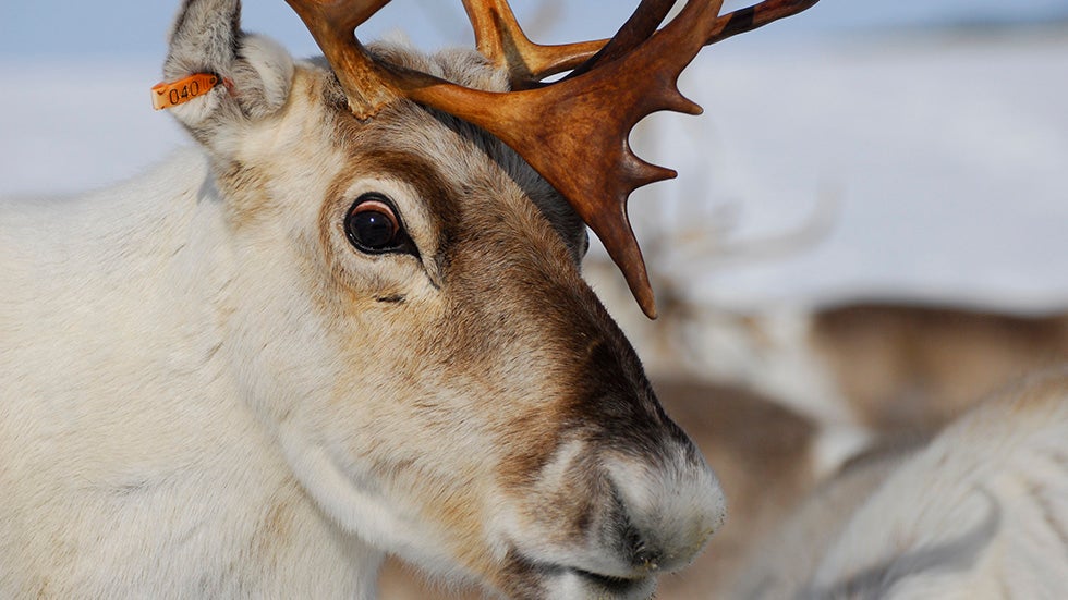 Reindeer Eyes Change Color in Wintertime | The Weather Channel