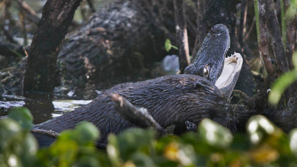 These Photos of an Otter Attacking an Alligator Proves Otters Are the ...