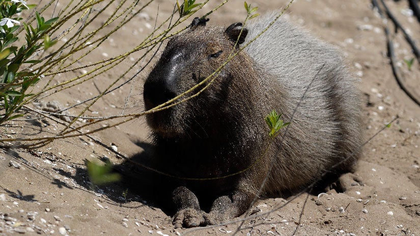 Capybaras May Become Florida's Next Invasive Species | The Weather Channel
