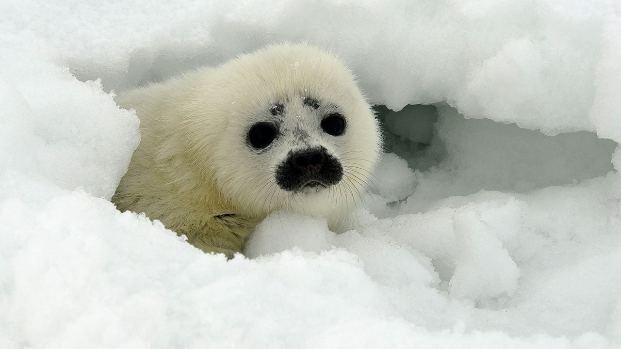 Arctic Ringed Seal