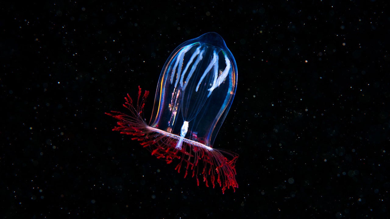 Epic Exploration of Ocean's Unknown Creatures | The Weather Channel