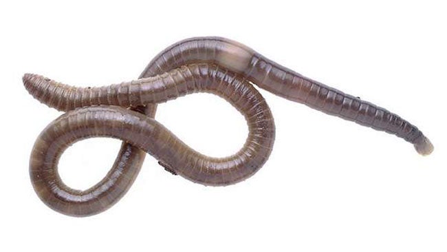 Invasive 'Crazy Snake Worm' Found in Two Oregon Counties | The Weather ...