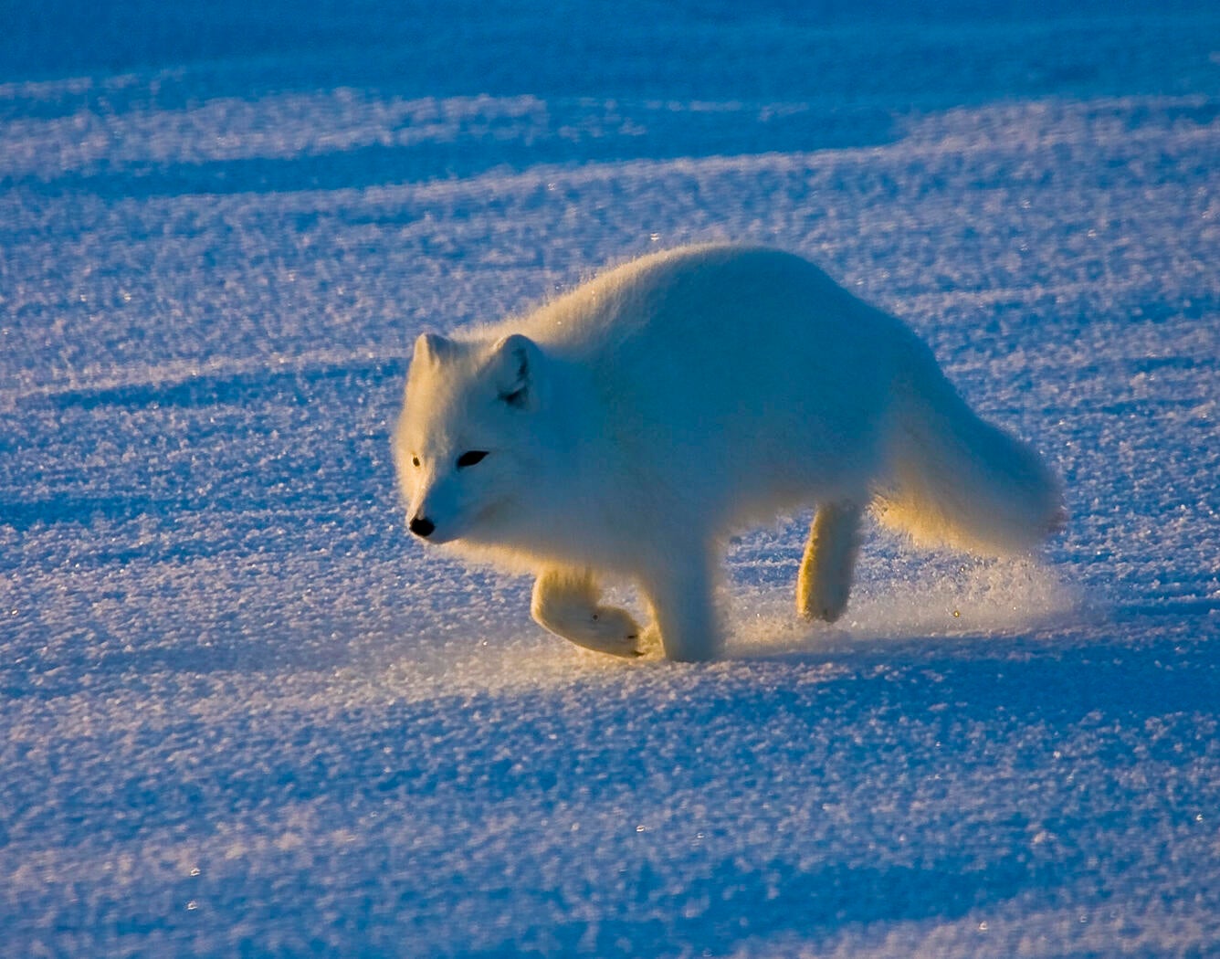 Weather Words: Chionophile | Weather.com