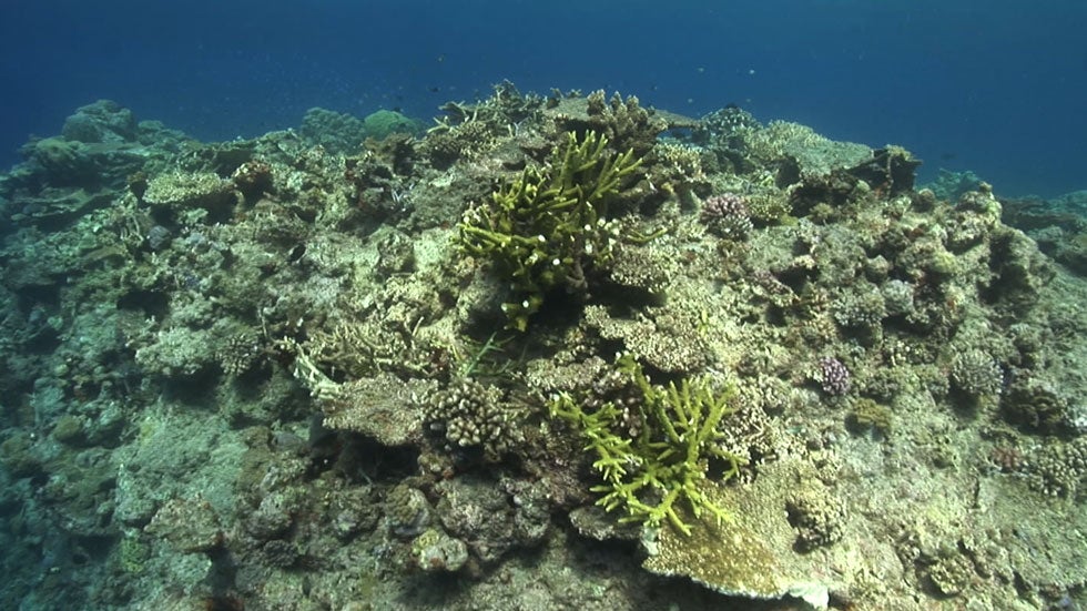 How the Great Barrier Reef Looks After a Massive Hit From Tropical ...