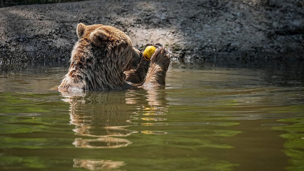 Bear Beats Heat By Taking Cold Dip While Eating Fruit | Weather.com