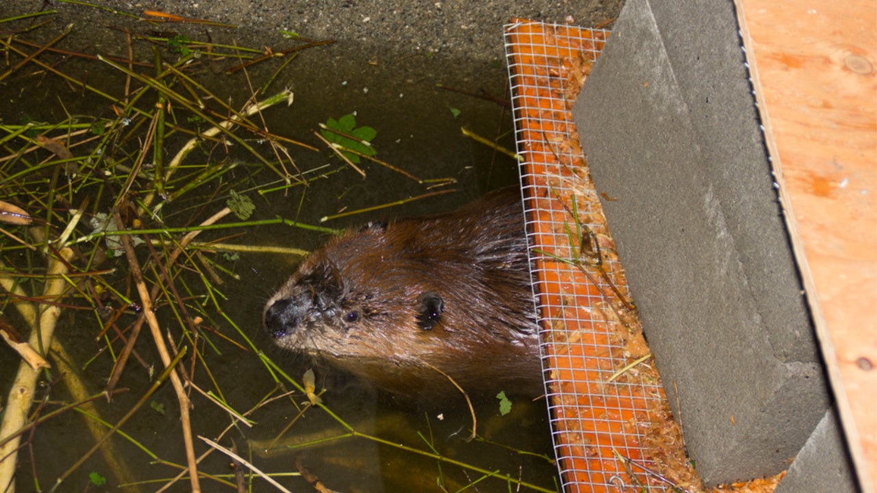 How Beavers, the Original Ecosystem Engineers, May Help the American ...