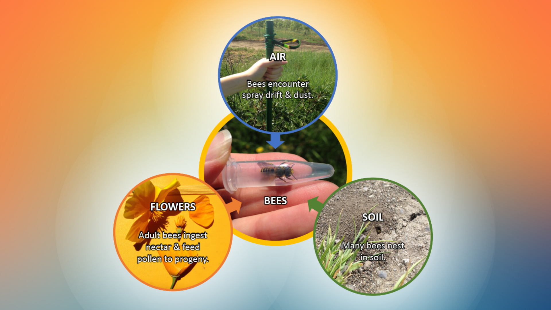 Bees' Risk From Pesticides Rises With Climate Change | Weather.com