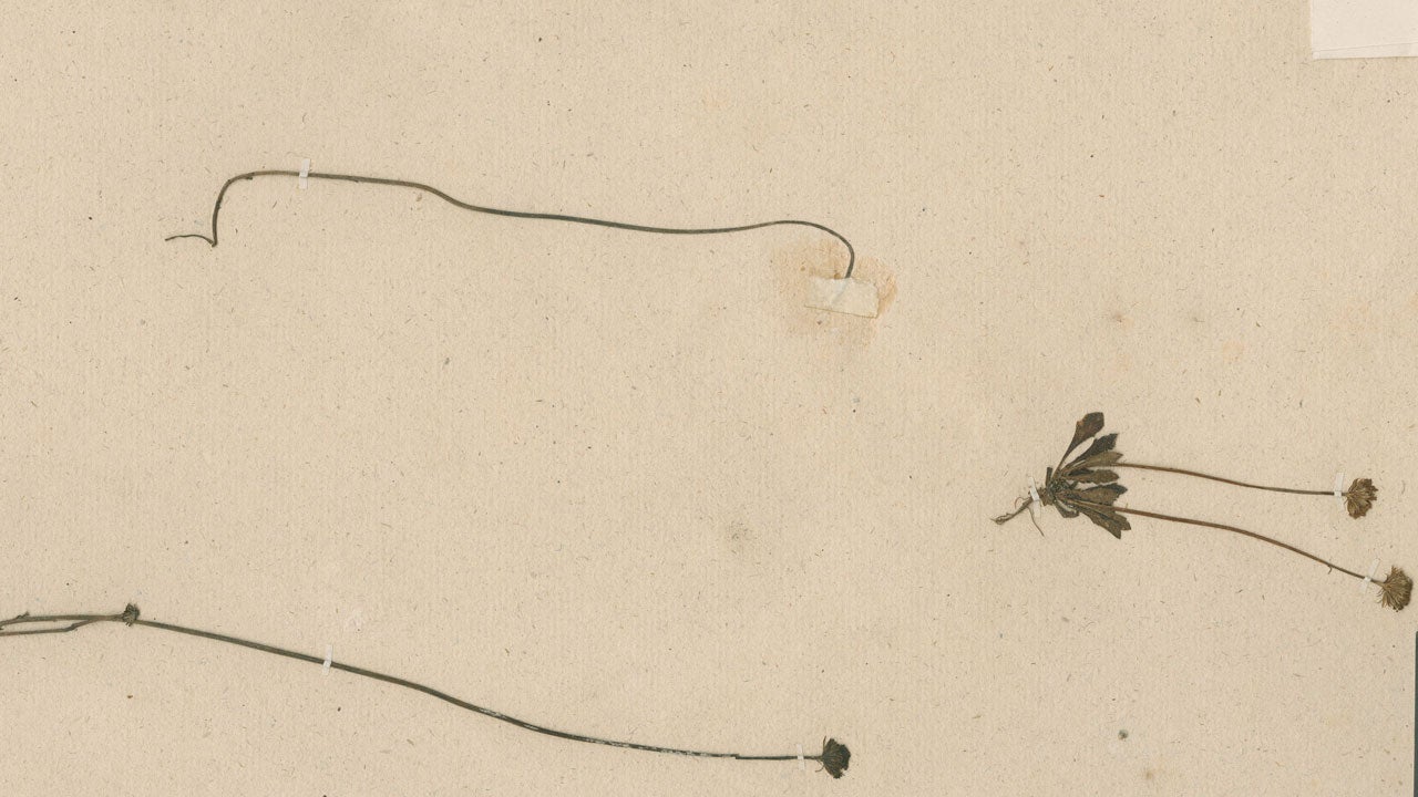 Irreplaceable Plant Specimens from France Destroyed in Mix-Up With ...