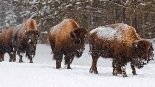 Yellowstone Bison Causing Chaos in Montana During Winter Migration ...