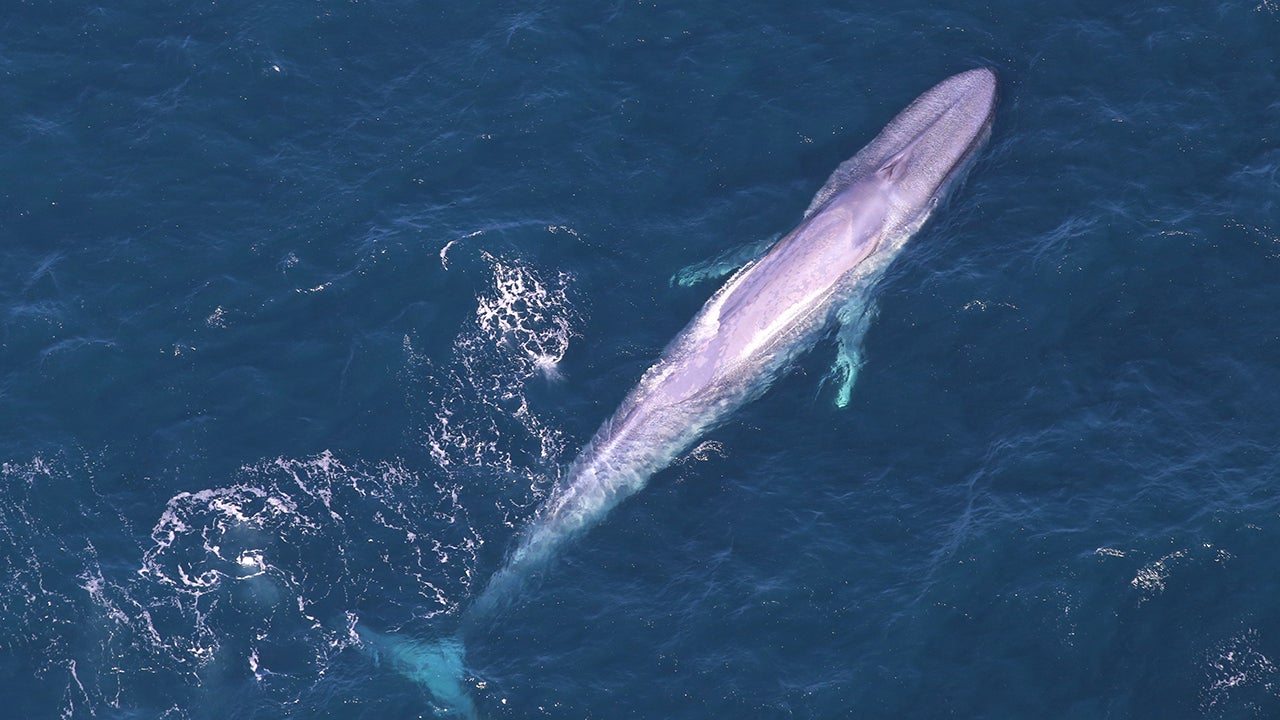 Real Images Of Blue Whale Blue Whales Use Efficient Foraging To