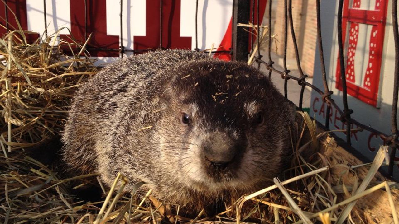 Groundhog Day 2015: Top 11 Groundhogs to Watch (PHOTOS) | The Weather ...