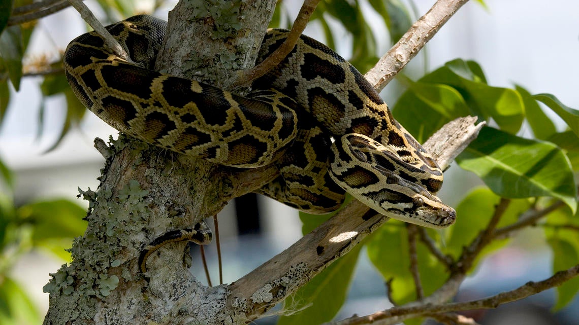 Hybrid Python Could Pose Bigger Threat to Florida Everglades | The ...