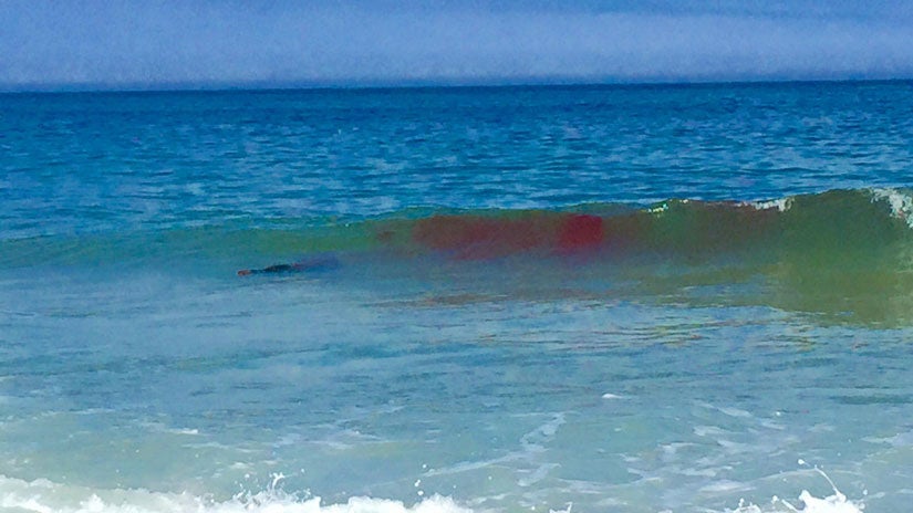 Great White Shark Spotted Near Cape Cod | The Weather Channel