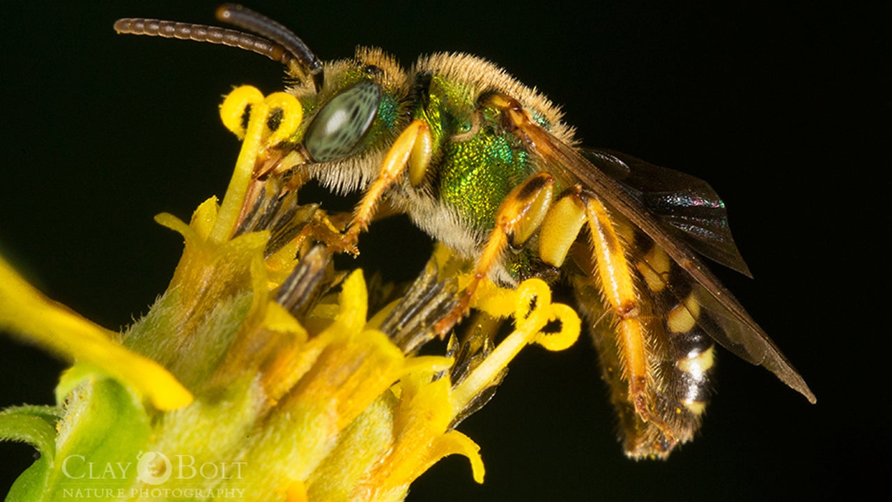 The Native Bees of North America Up Close (PHOTOS) | The Weather Channel