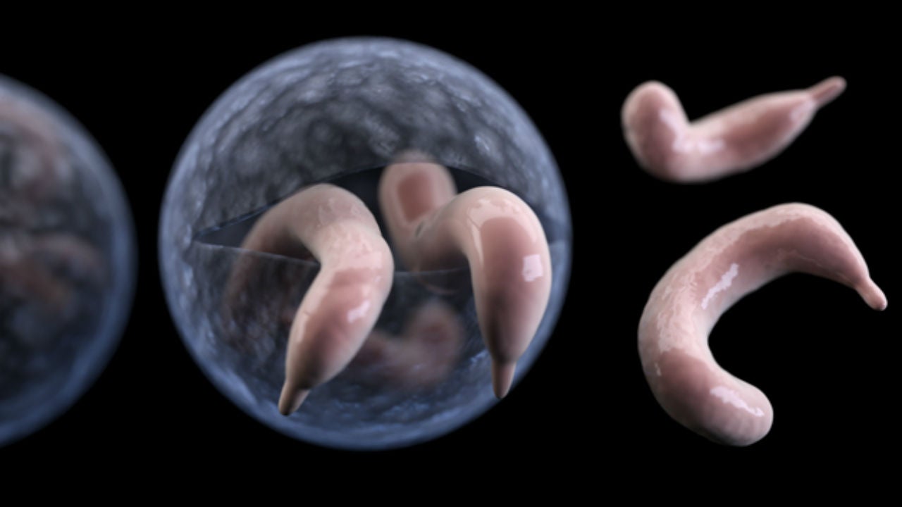 Outbreaks of a Parasitic Infection Tied to Swimming Pools and Water ...