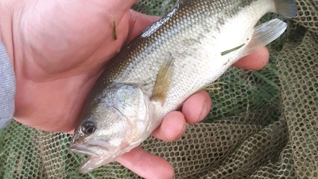 Forellenbarsch Fisch Im Wasser Forellenbarsche 25/30 Cm In