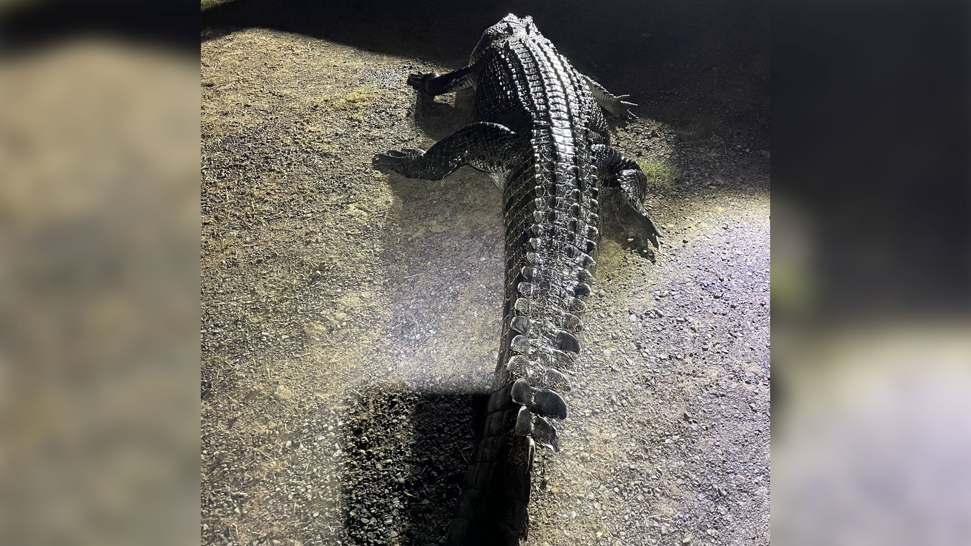 Krokodil in Australien beißt Mann und frisst Hund | Weather.com