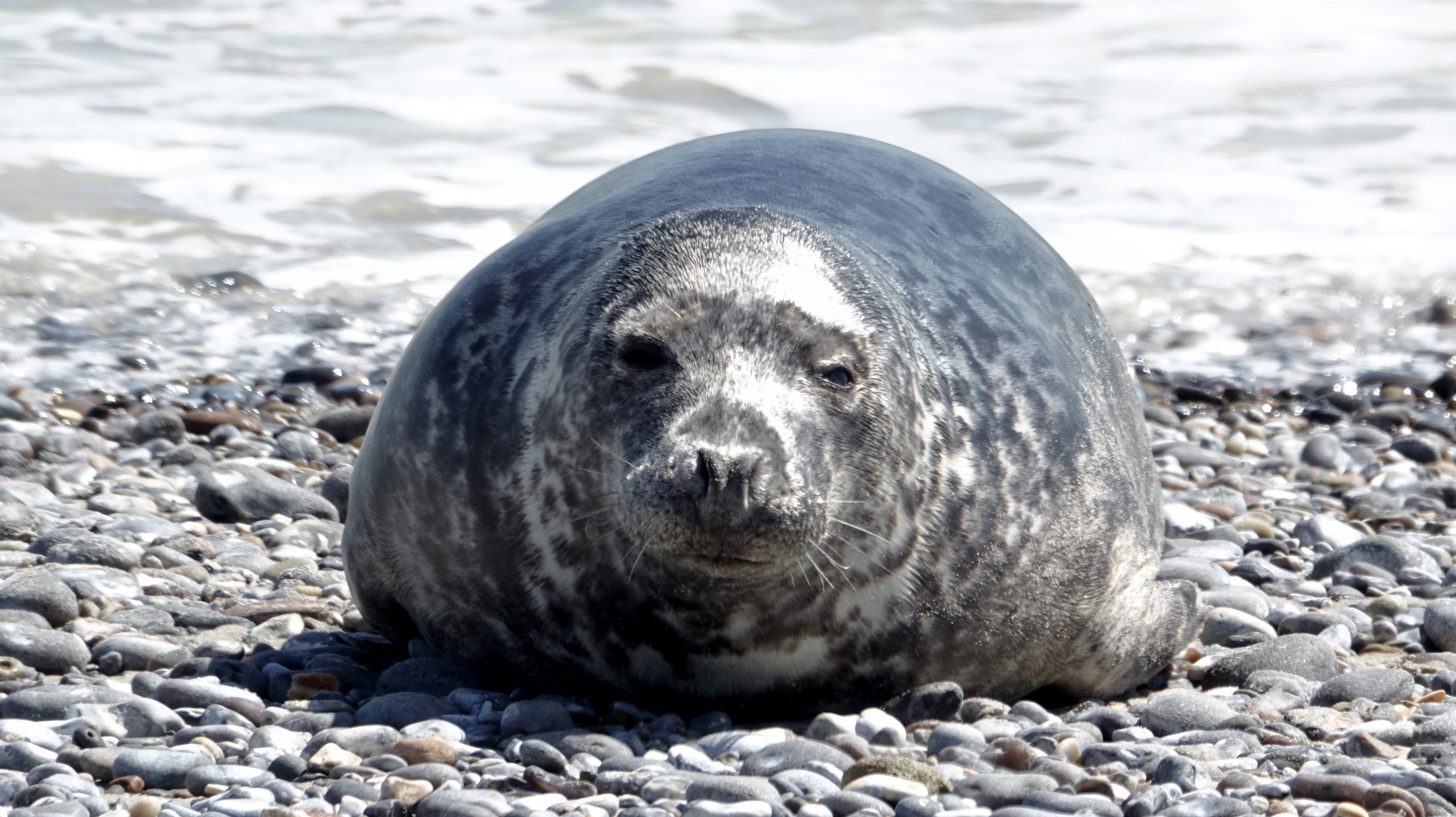 Auch Folge des Klimawandels: Tiere in der Ostsee magern ab