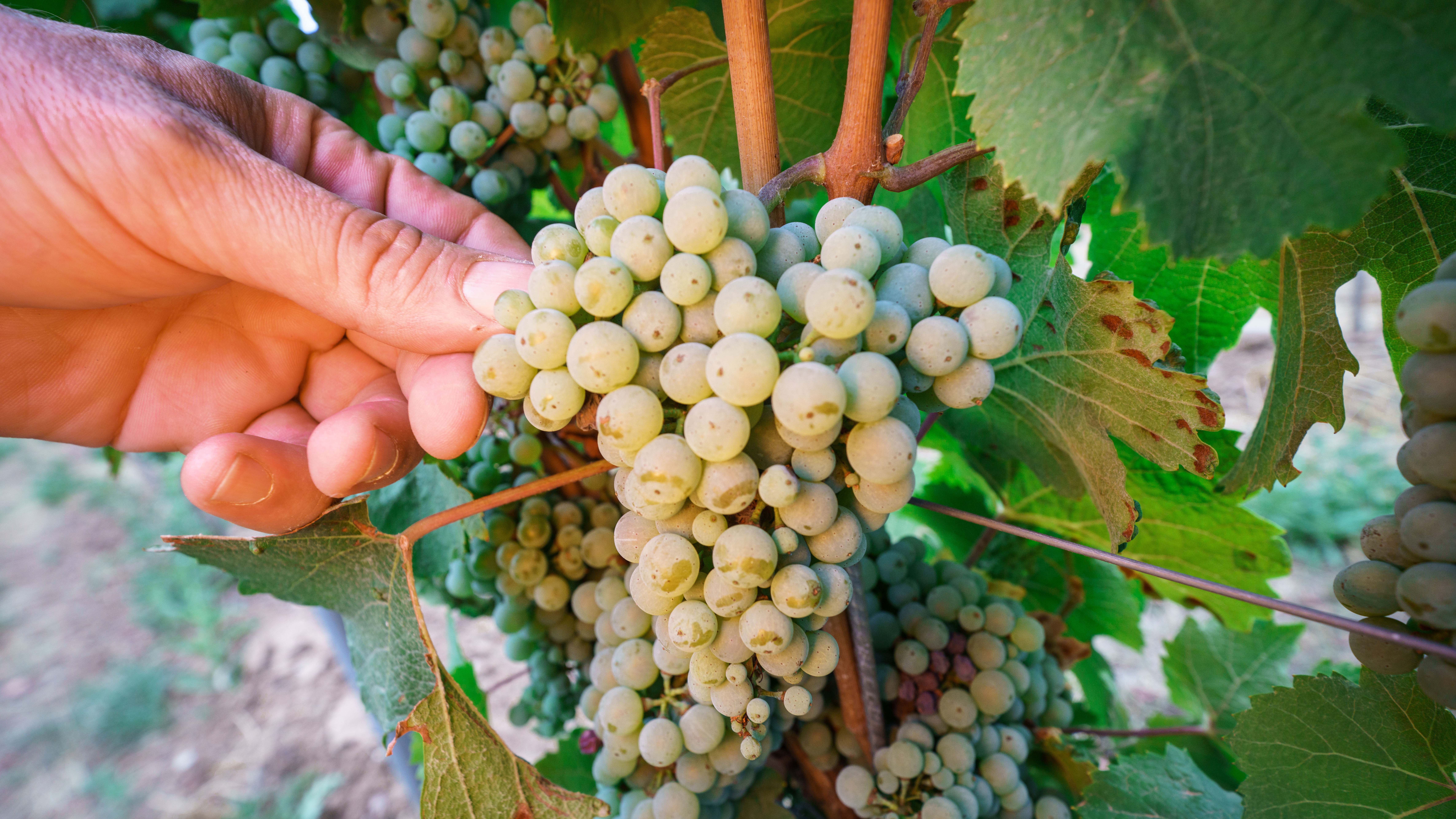 Weinernte 2023 liegt unter langjährigem Durchschnitt | Weather.com