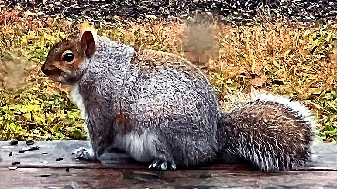 Fatty McFatterson: Das dickste Eichhörnchen der Welt | The Weather Channel