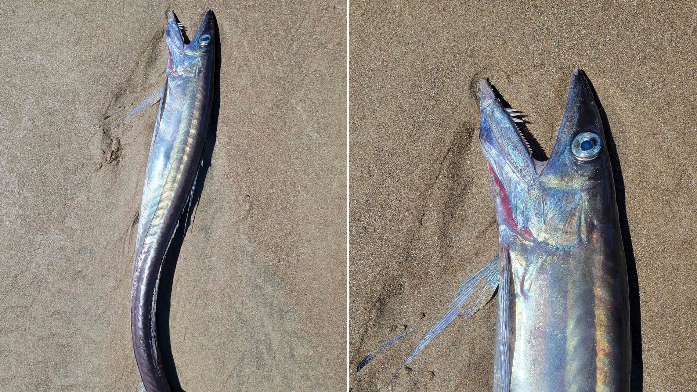 Oregon: Gespenstisch aussehende Fische entdeckt | Weather.com