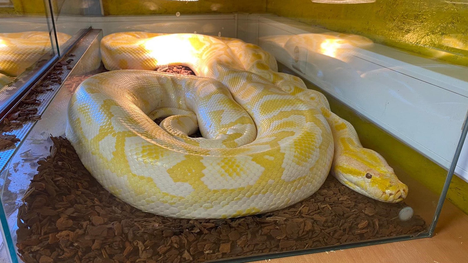 NRW: Drei Meter lange Python schlängelt sich durch Innenstadt | The ...